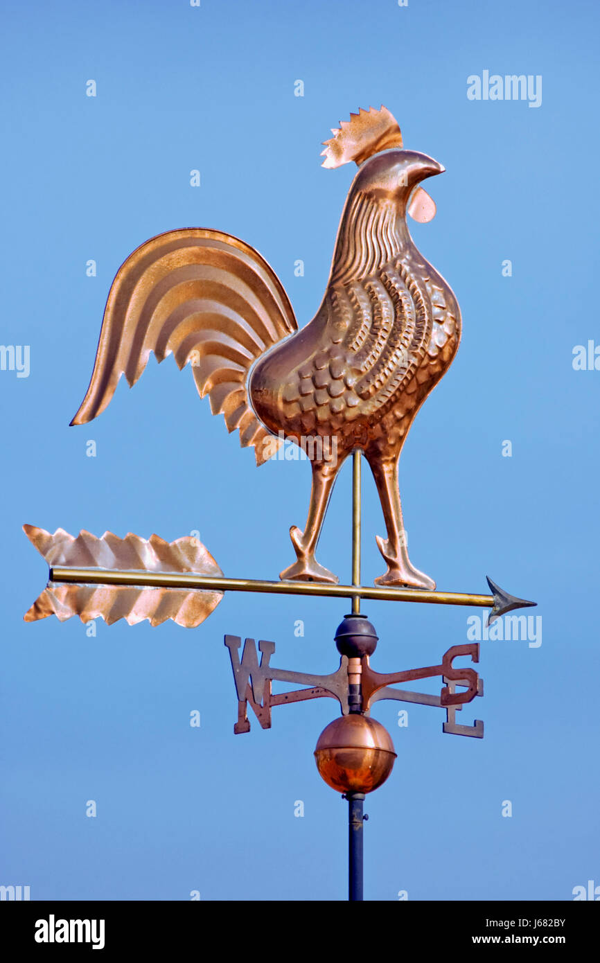 copper cock wind rooster blue indicate show ball animal shine shines ...