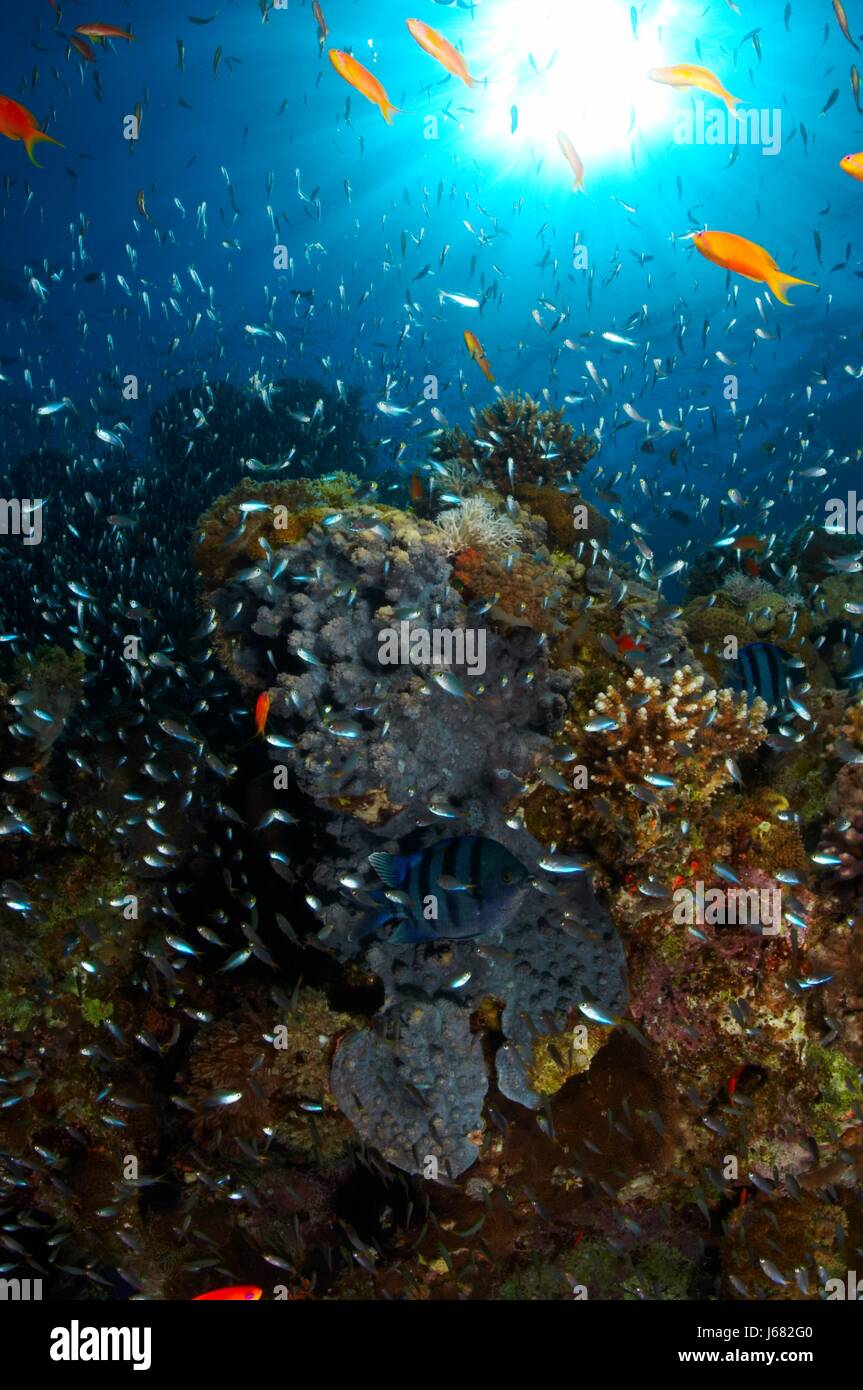 life in the coral reef Stock Photo - Alamy