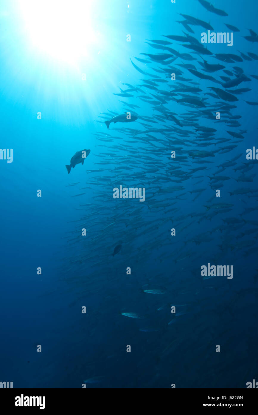 blue animal fish sunlight underwater ray exotic wet sunbeam sunshine ...