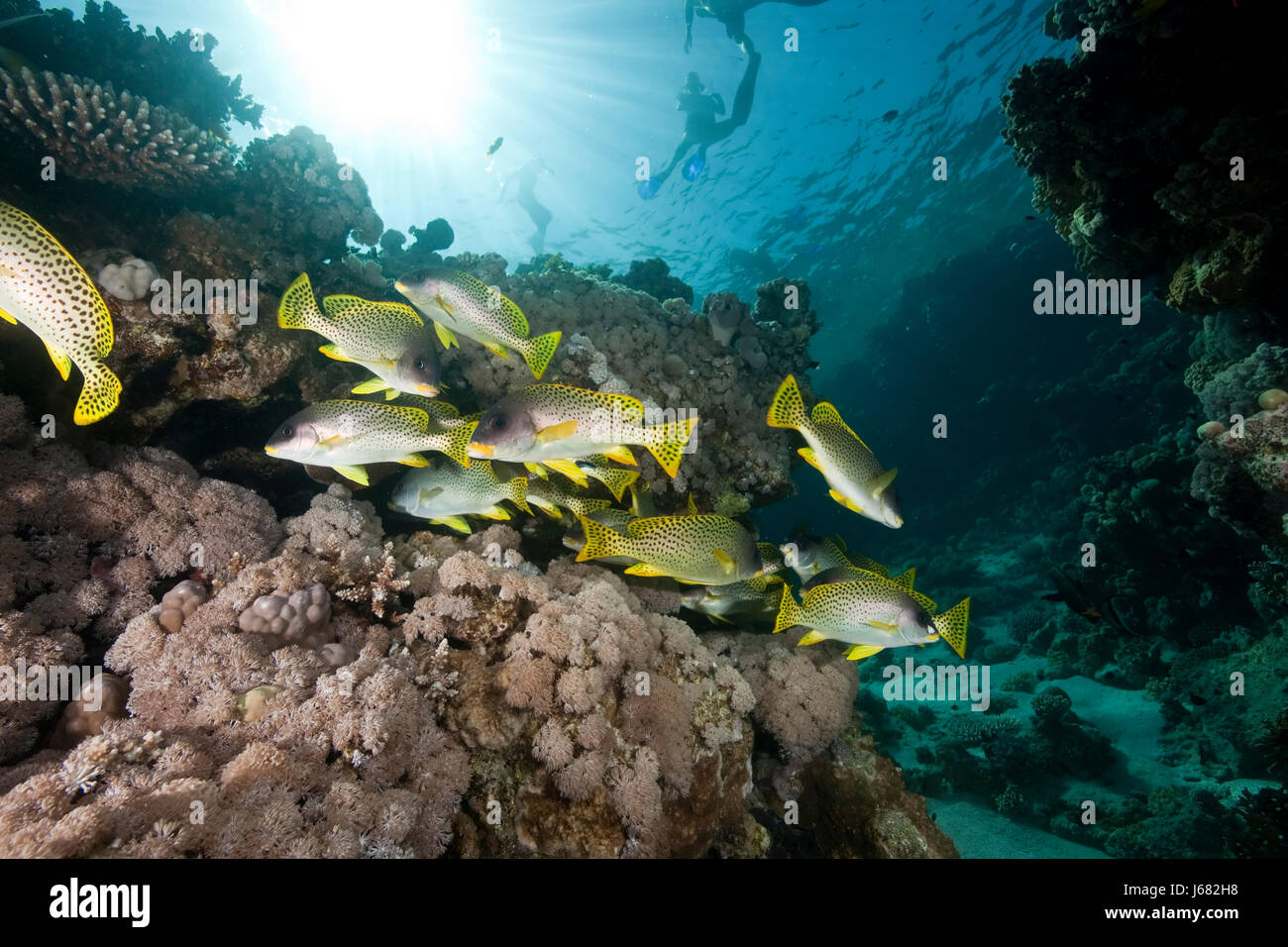 blue animal fish sunlight underwater ray exotic wet sunbeam sunshine ...