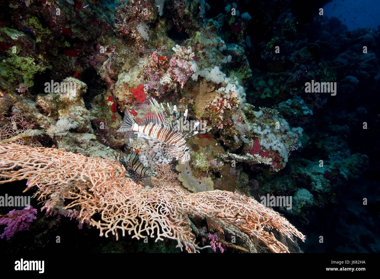 blue animal fish underwater exotic wet tropical navy marine diving ...
