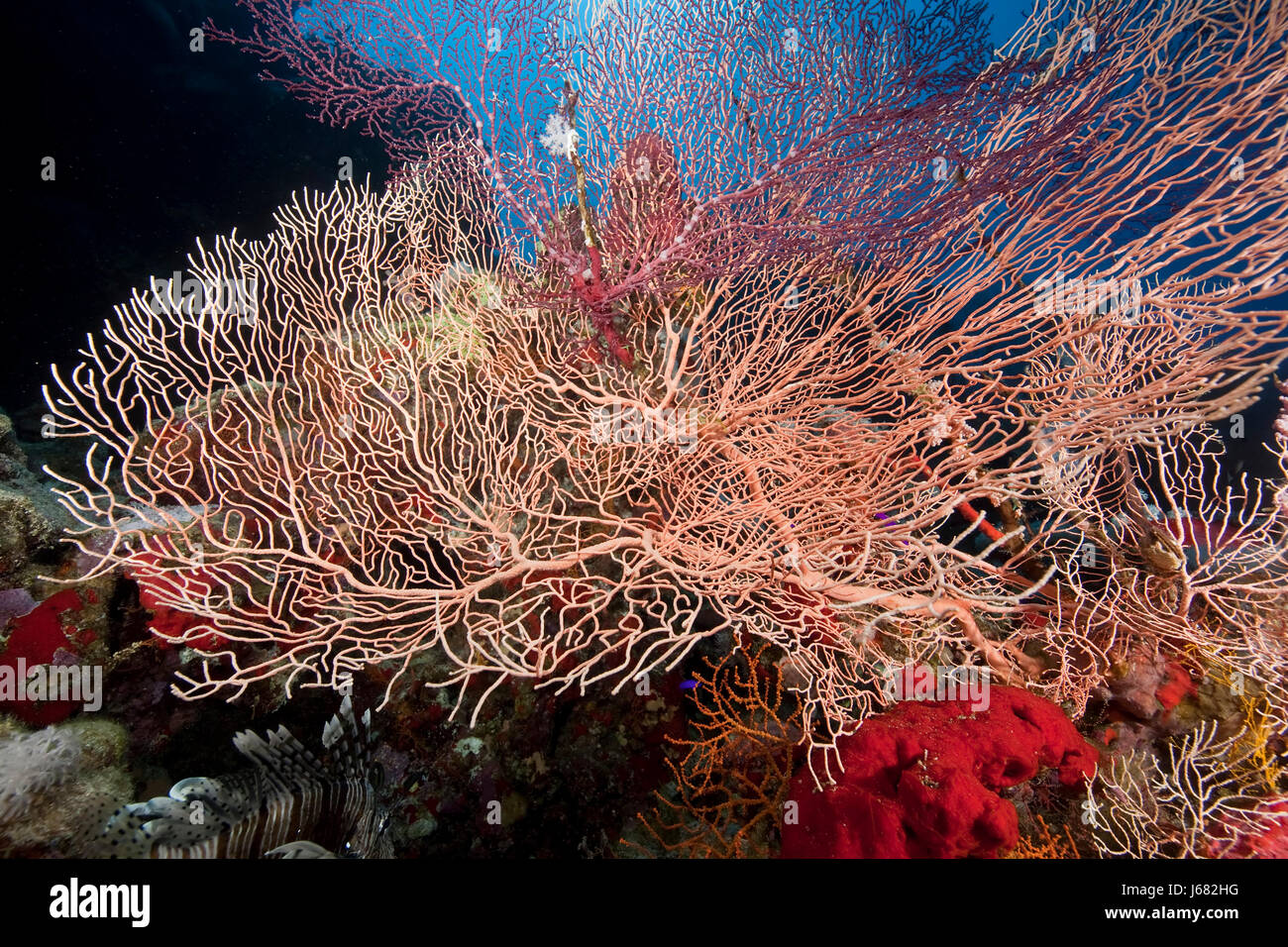 blue animal fish underwater exotic wet tropical navy marine diving ...
