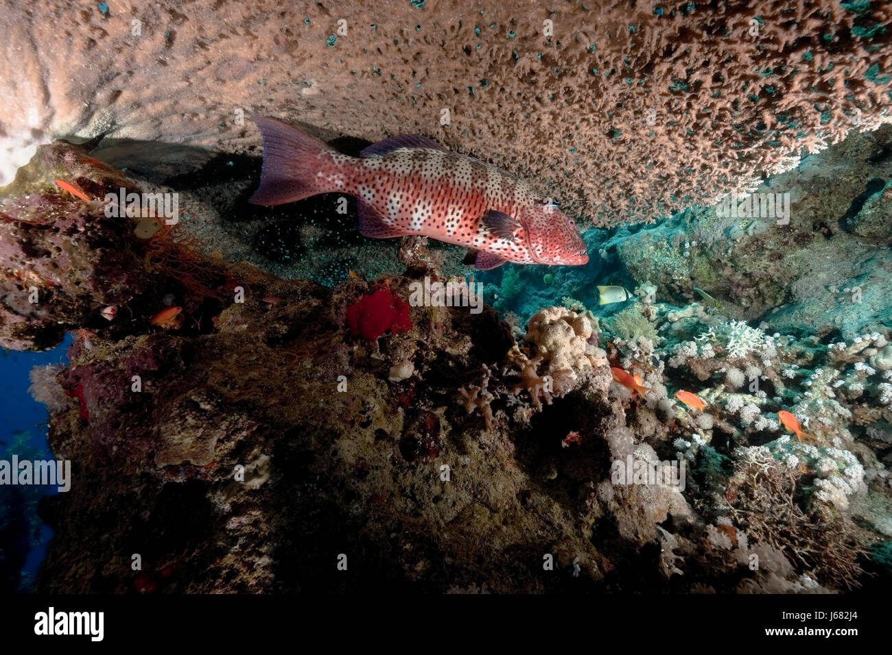 blue animal fish underwater exotic wet tropical navy marine diving ...