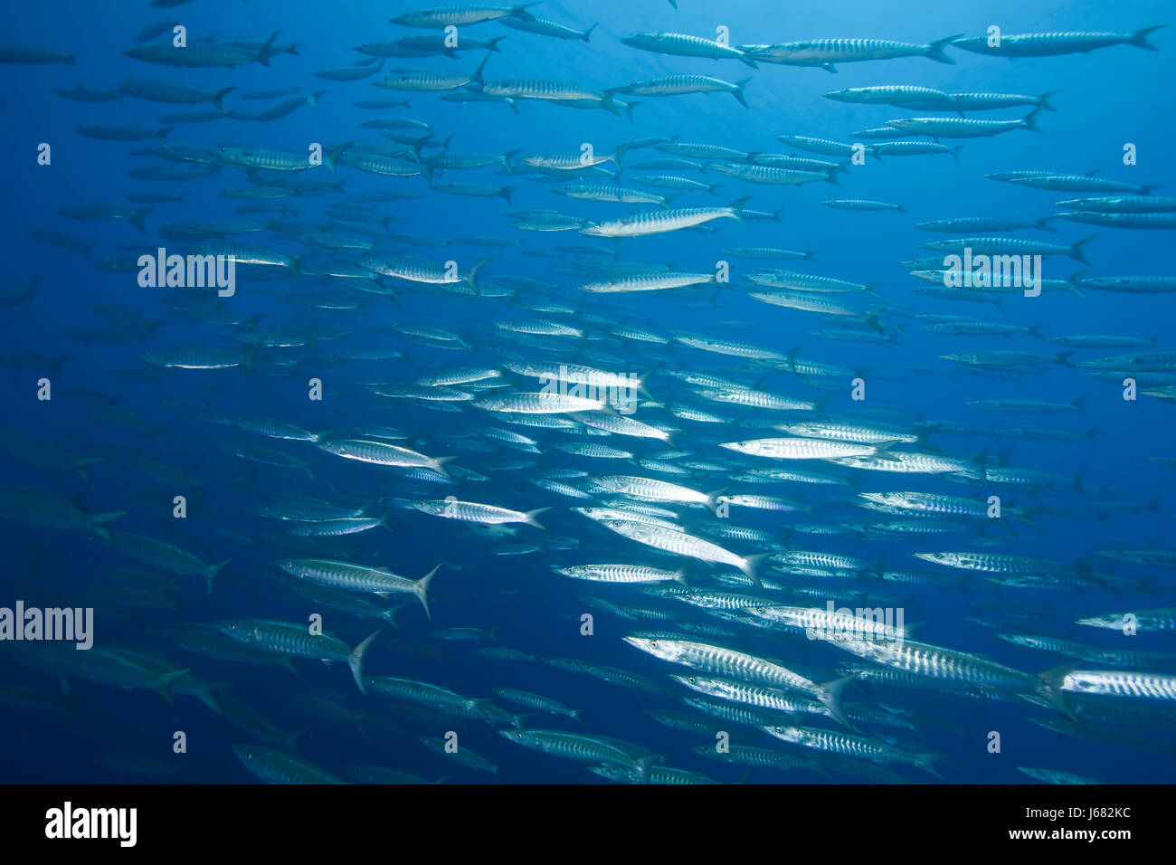 blue animal fish underwater exotic wet tropical navy marine diving ...