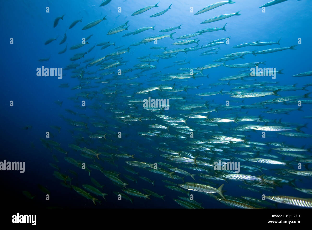 blue animal fish underwater exotic wet tropical navy marine diving ...