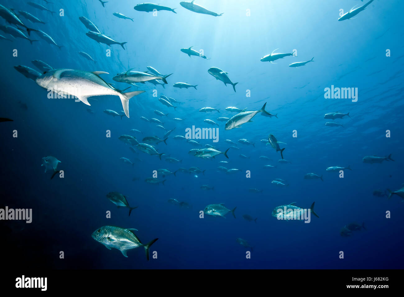 blue animal fish underwater exotic wet tropical navy marine diving ...