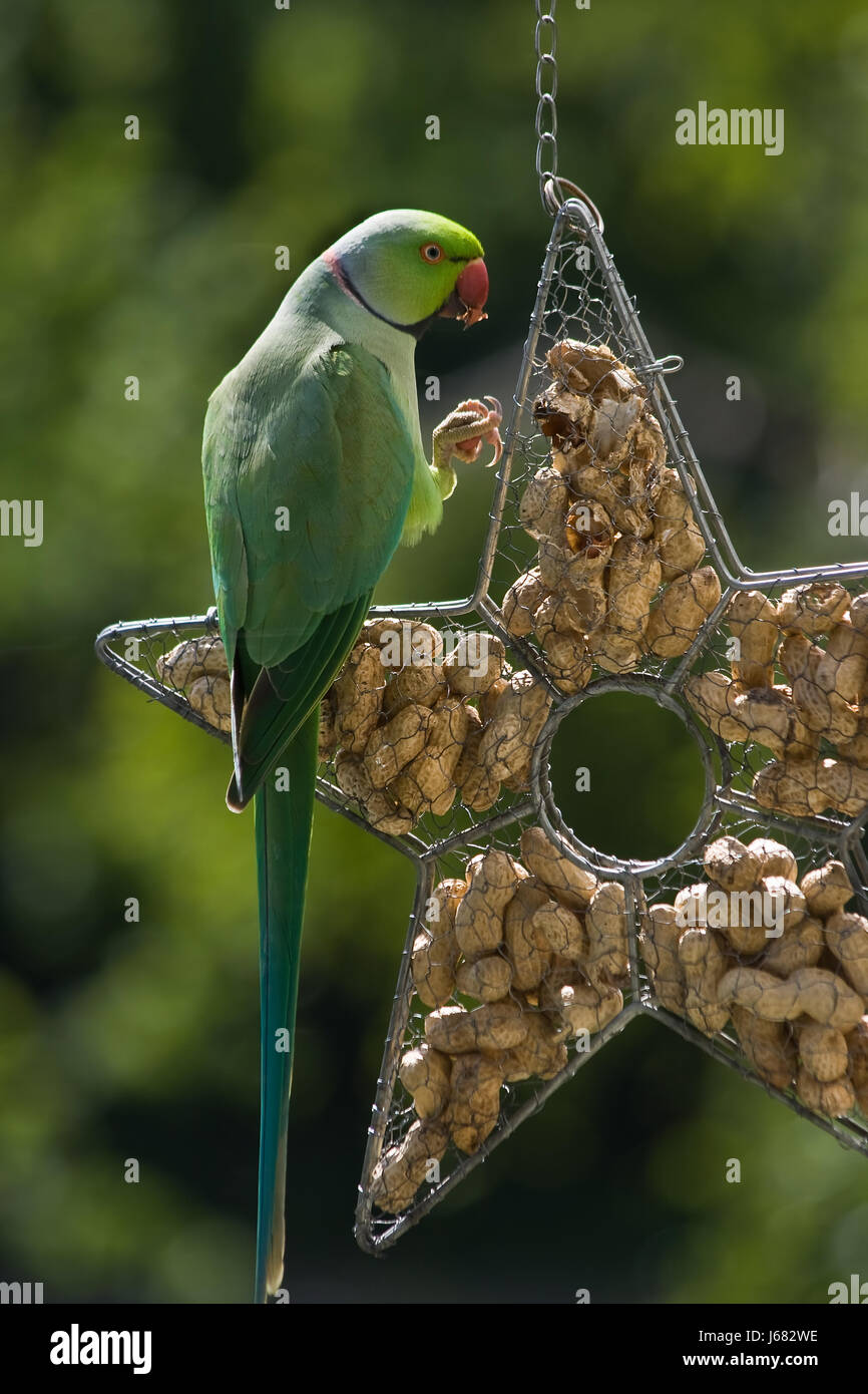 animal bird parakeet parrot house building social tree trees animal pet ...