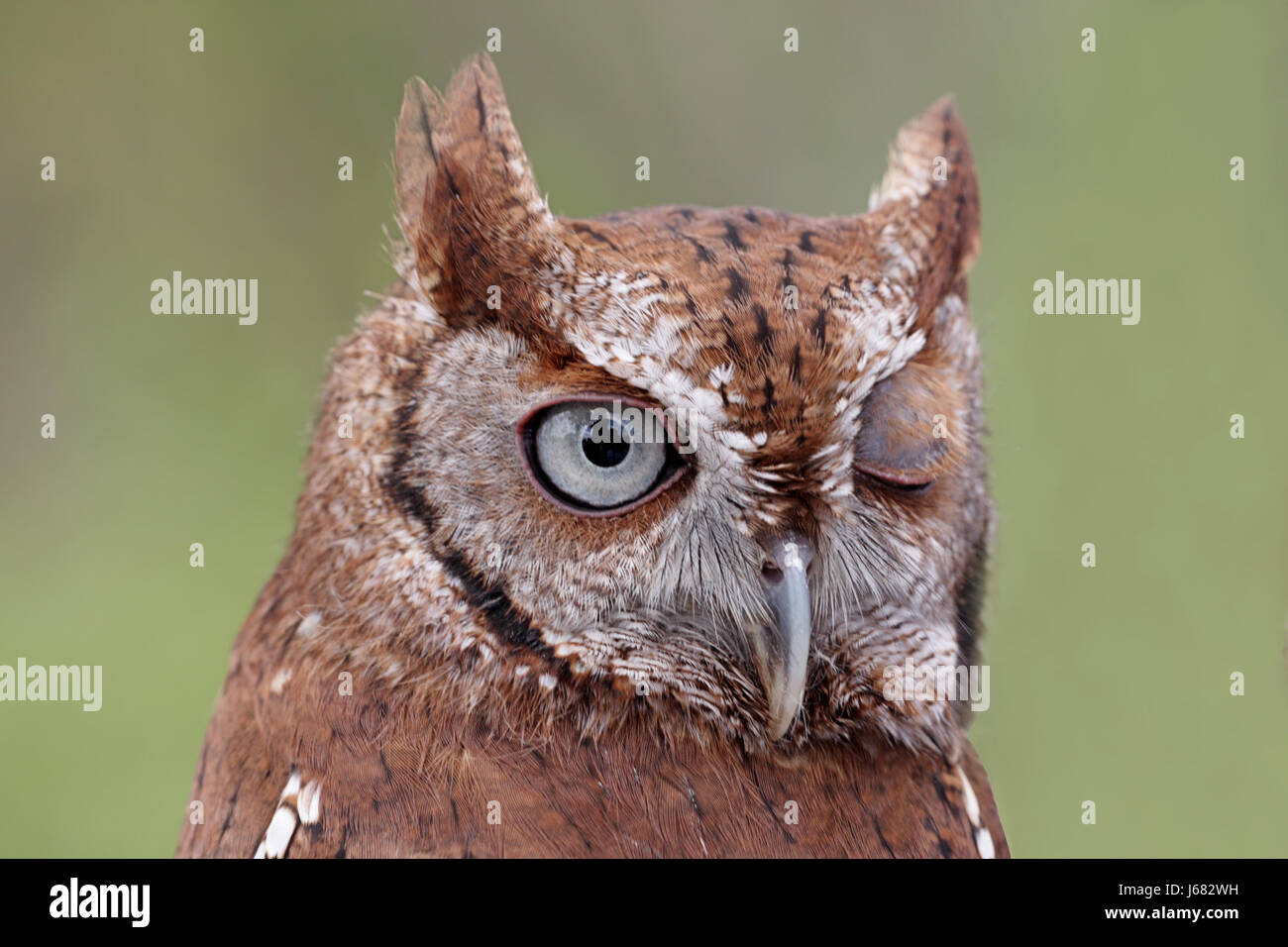 Winking owls hi-res stock photography and images - Alamy