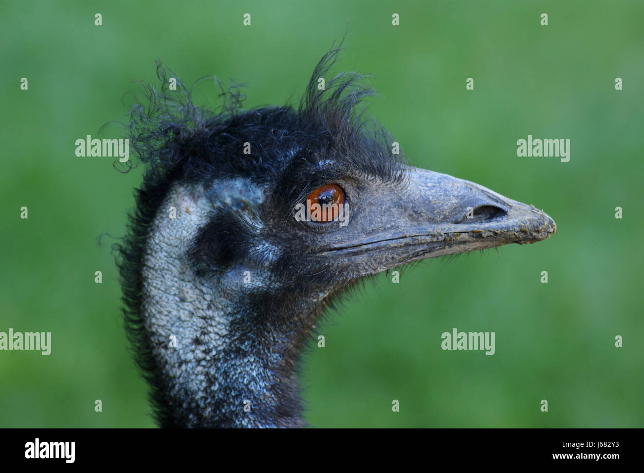 Emukopf hi-res stock photography and images - Alamy