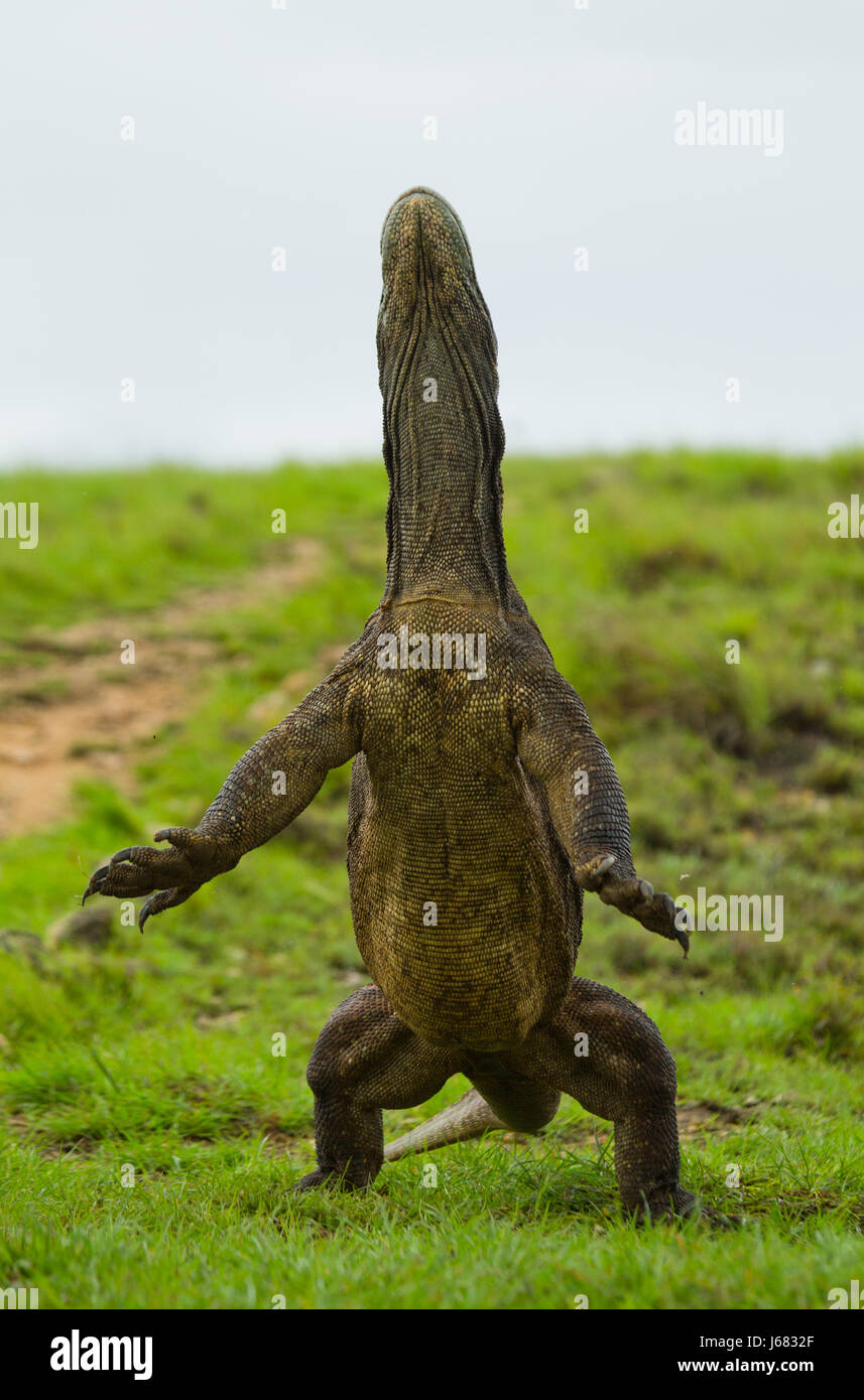 Komodo dragon is standing upright on their hind legs. Interesting ...