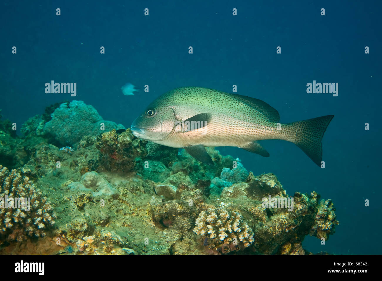 blue fish underwater reef salt water sea ocean water backdrop ...
