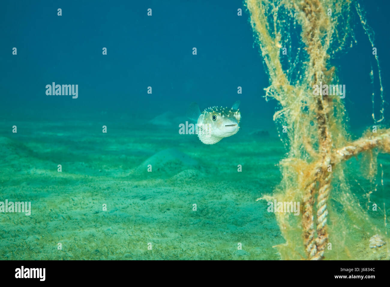 blue fish tropical navy marine salt water sea ocean water blue ...