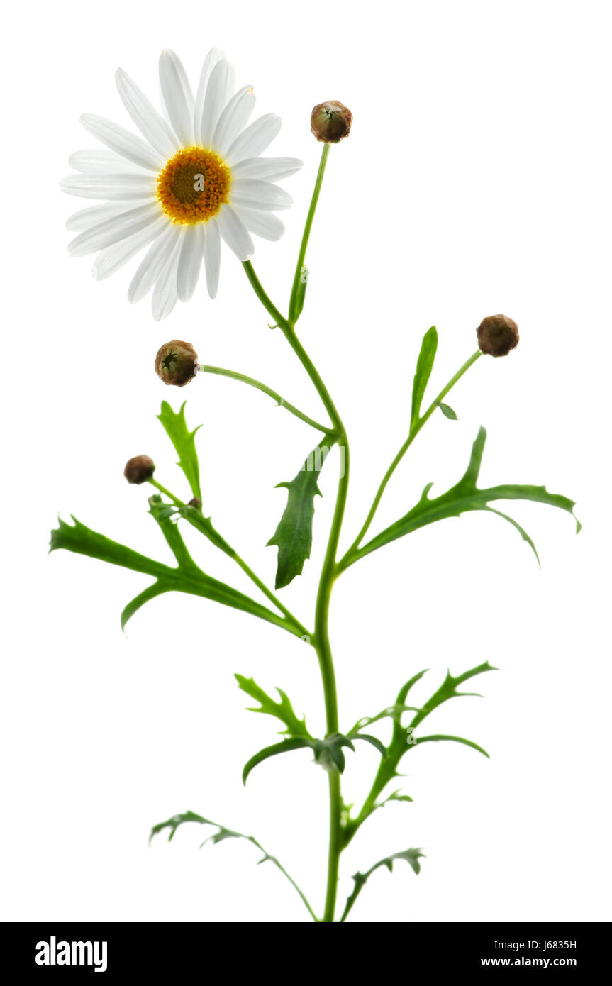 flower plant leaves stalk stem daisy foliage leaf isolated model design ...