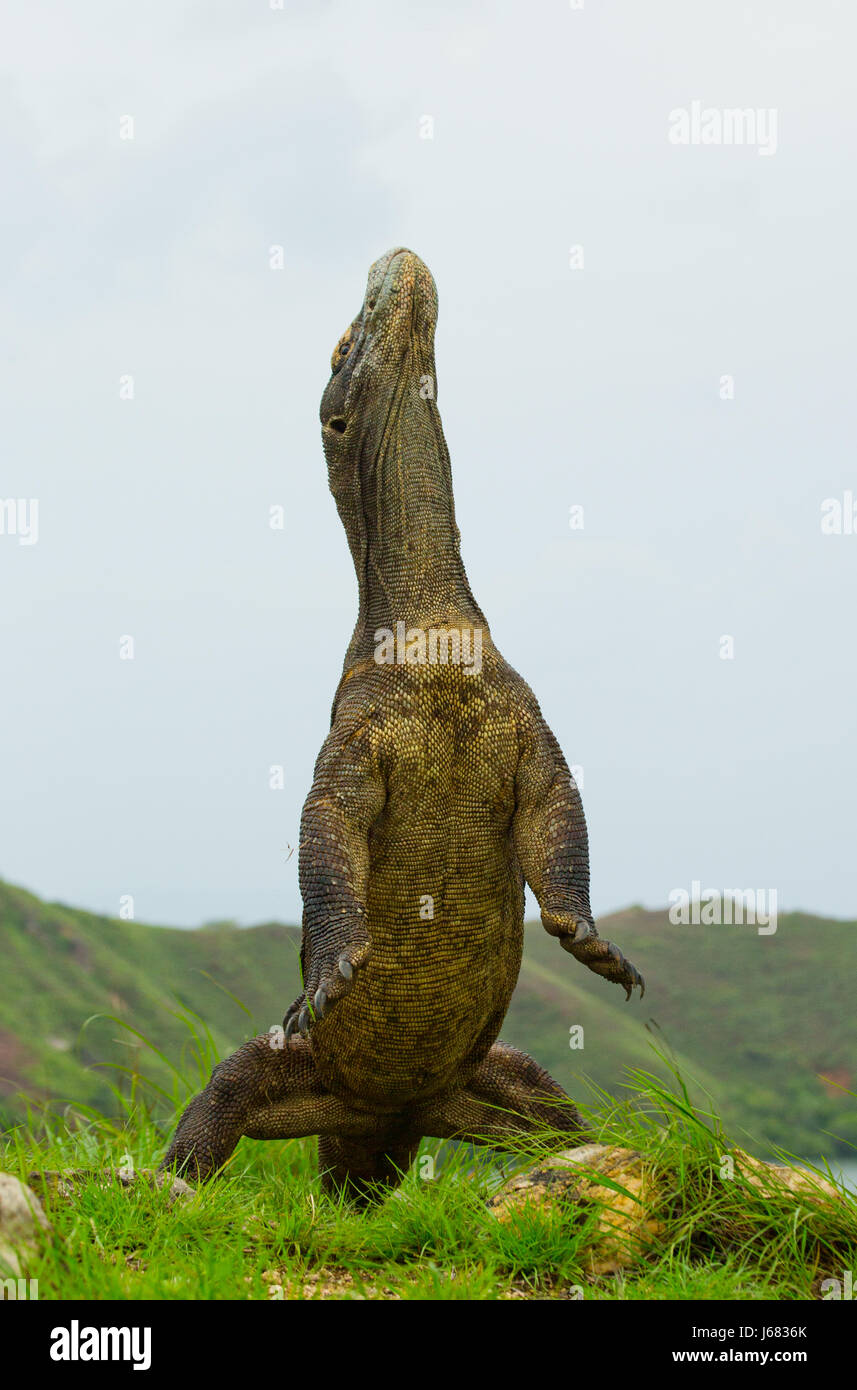 Komodo dragon is standing upright on their hind legs. Interesting ...