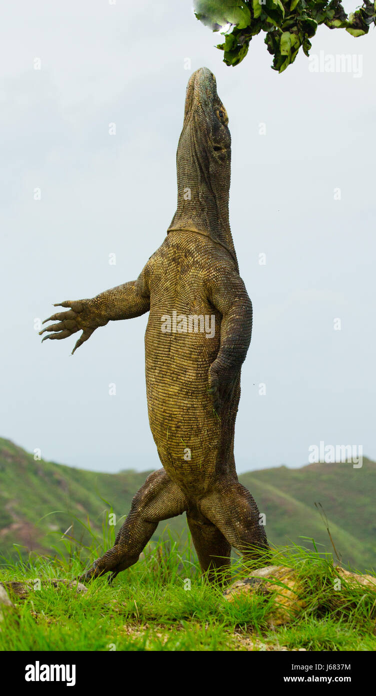Komodo dragon is standing upright on their hind legs. Interesting ...