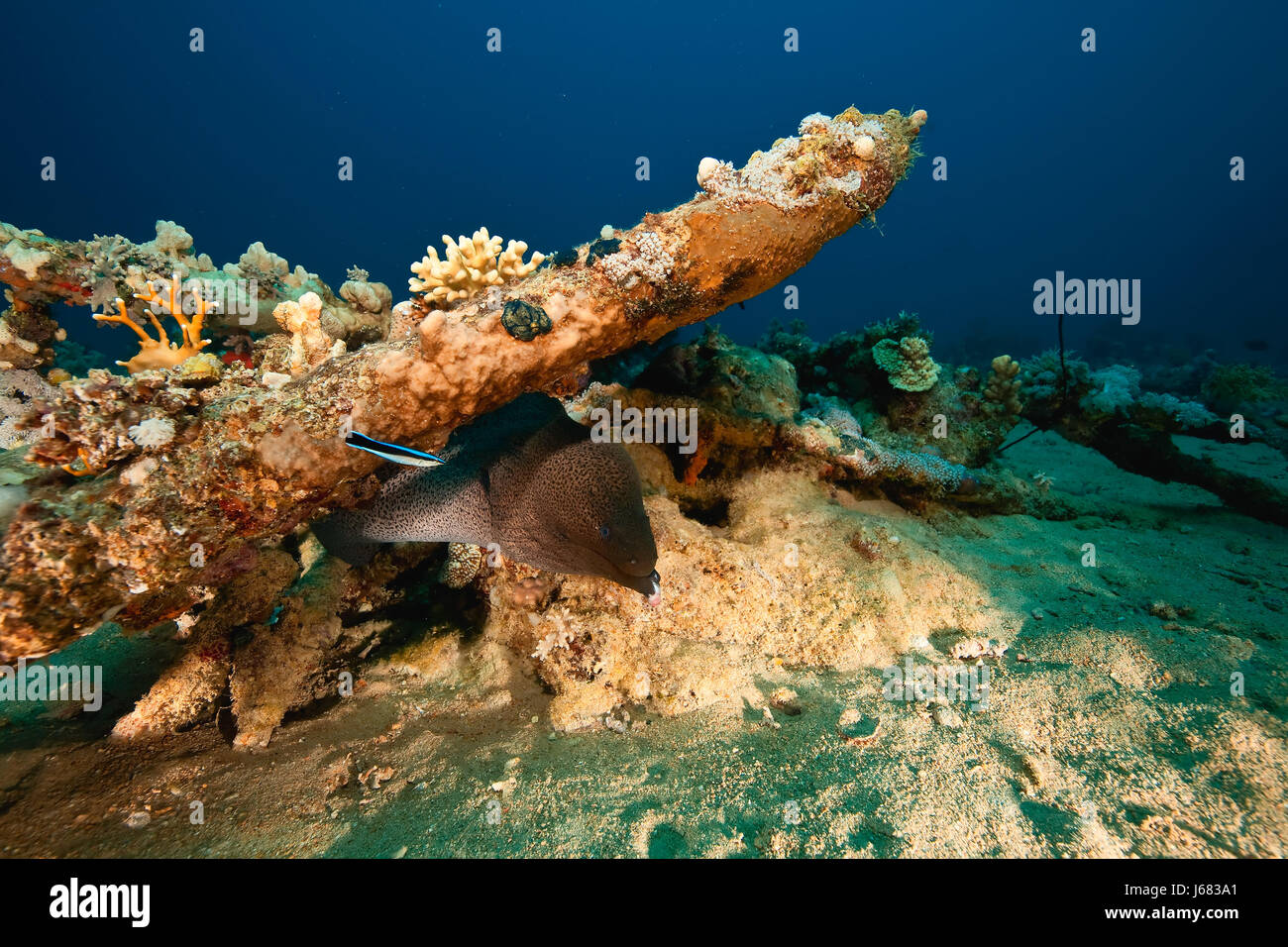 blue liquid fish underwater salt water sea ocean water fluid blue ...