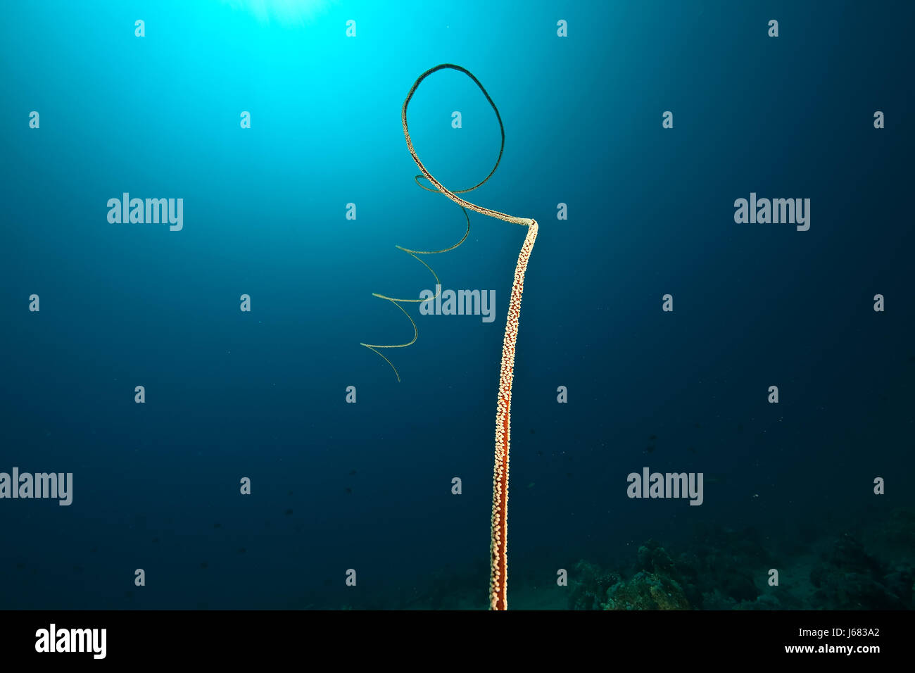 fish tentacle water coral blue liquid animal fish underwater wet ...