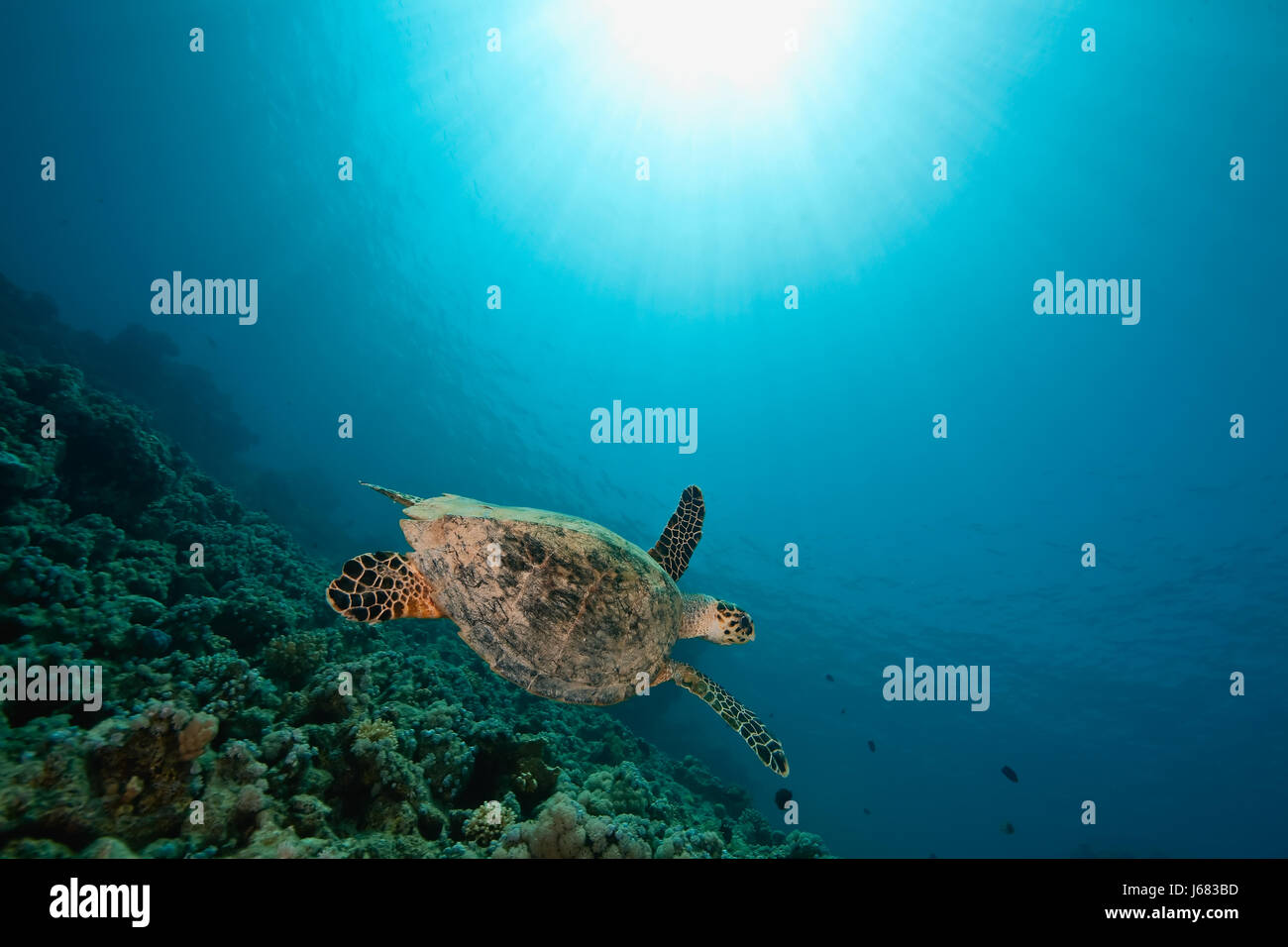 sunlight ray sunbeam sunshine turtle rays shine shines bright lucent ...