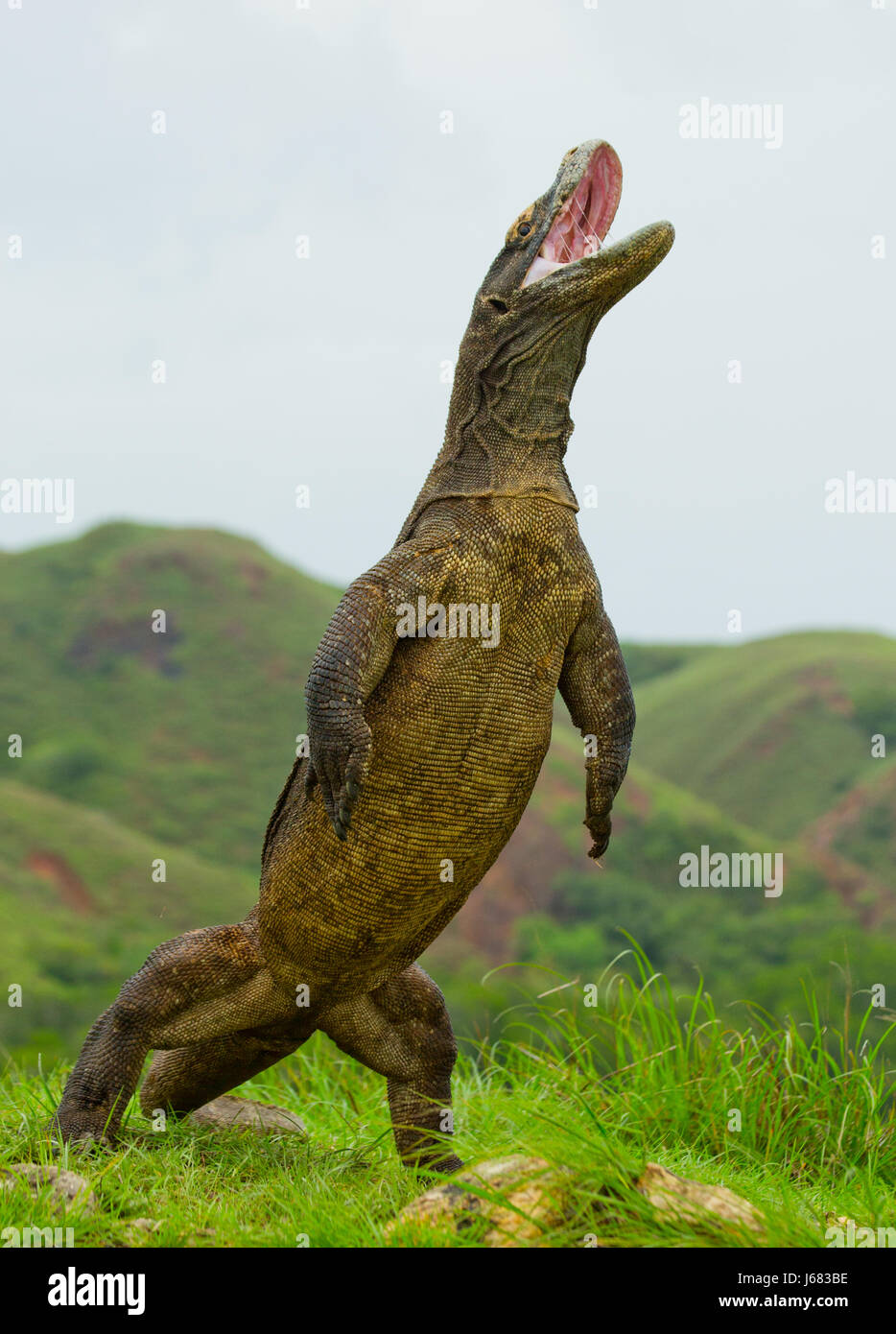 Komodo dragon is standing upright on their hind legs. Interesting ...