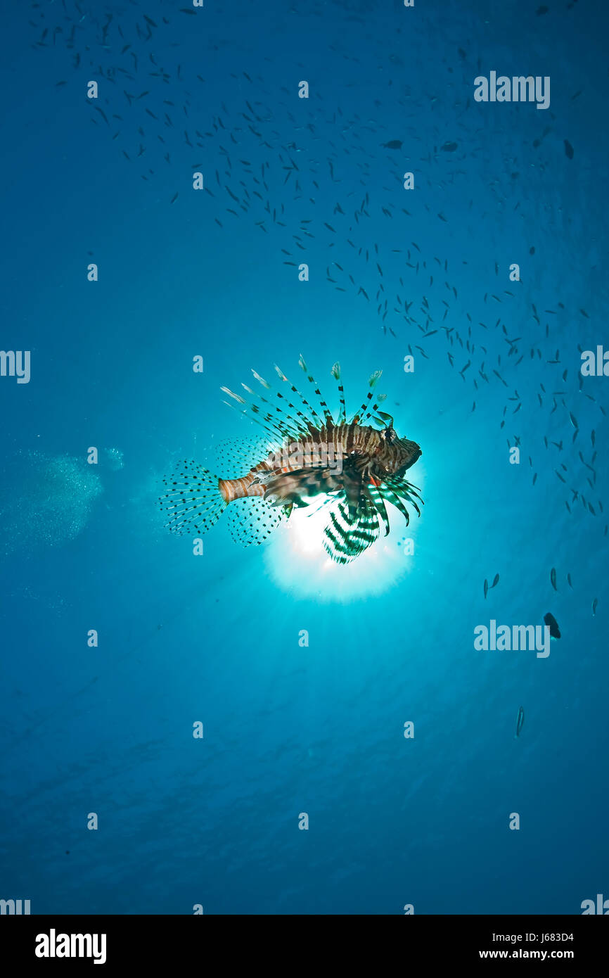 fish tropical navy marine salt water sea ocean water nature coral blue ...