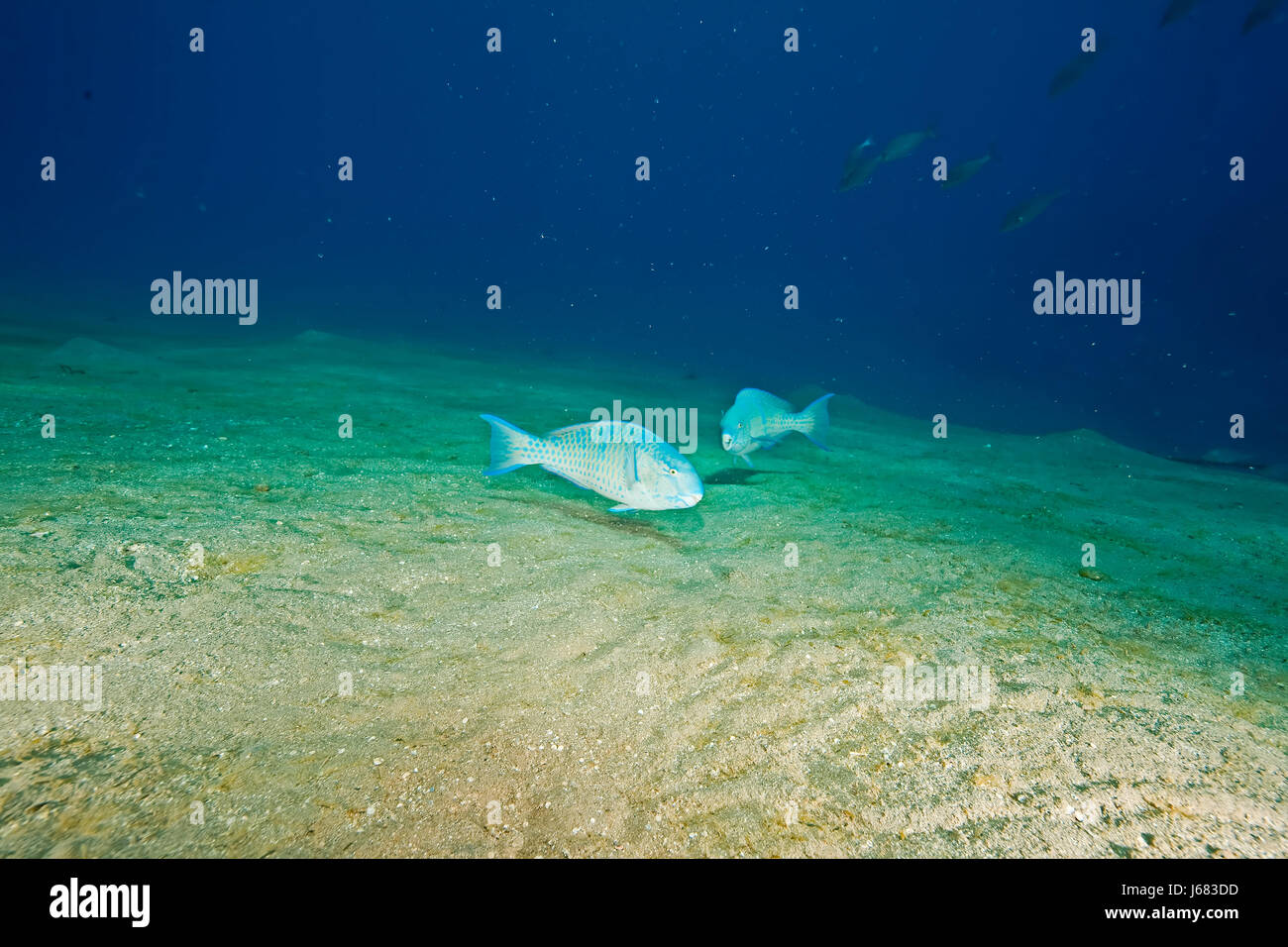 animal fish navy marine aquatic salt water sea ocean water bright blue ...