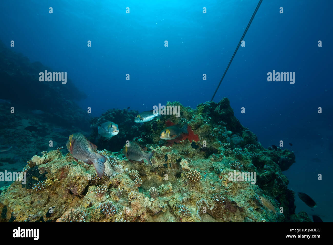 animal fish emperor king salt water sea ocean water bright blue liquid ...