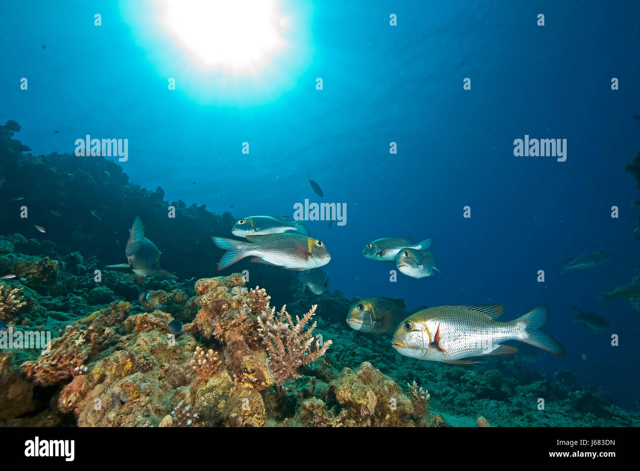 animal fish emperor king salt water sea ocean water bright blue liquid ...