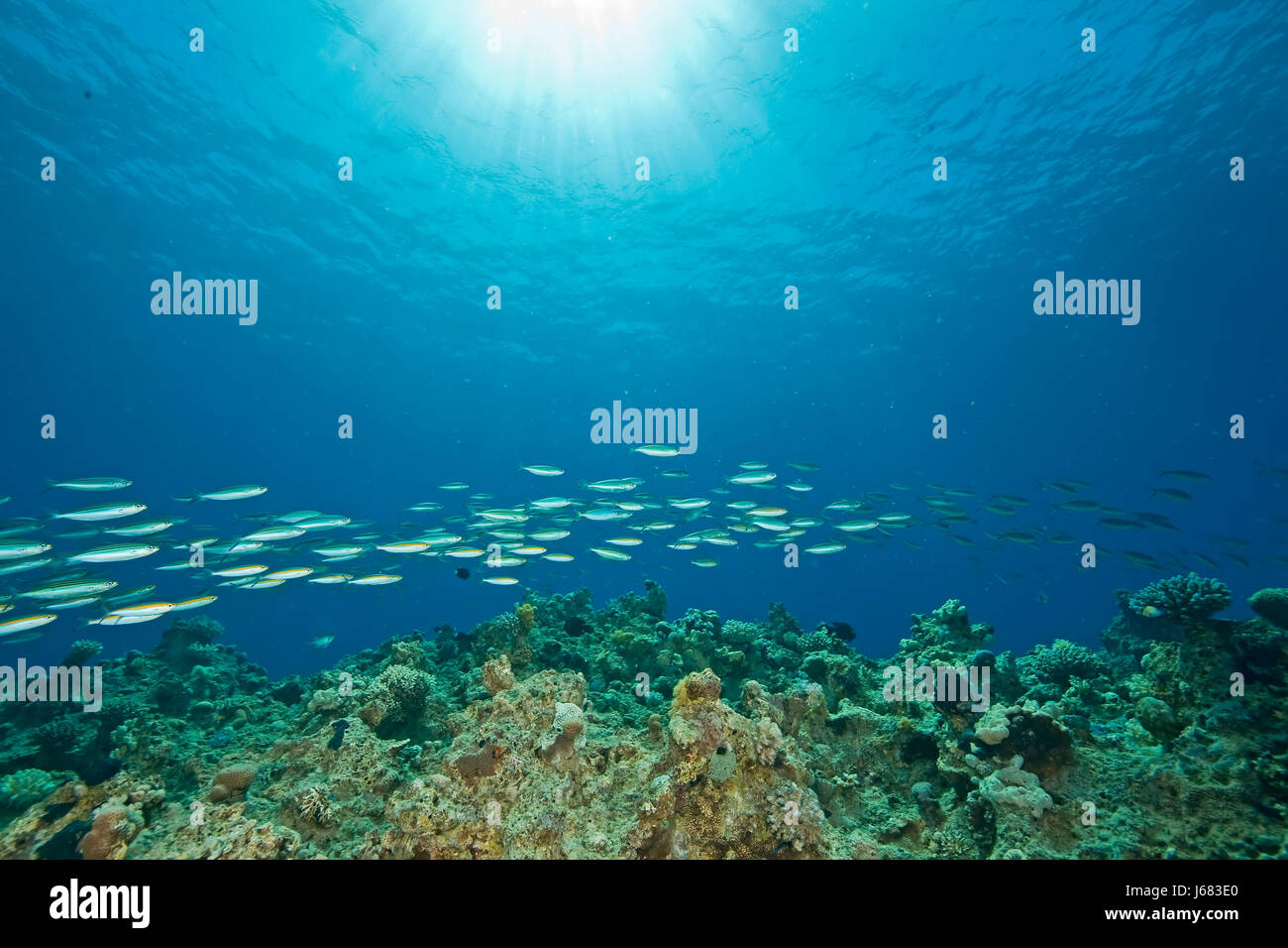 fish sunlight ray sunbeam sunshine salt water sea ocean water rays ...