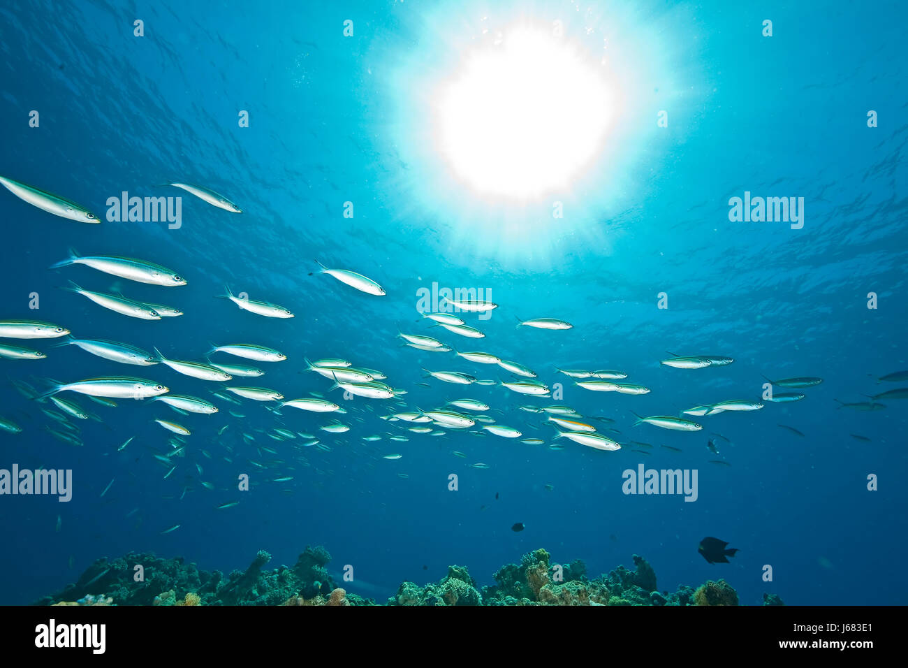 fish sunlight ray sunbeam sunshine salt water sea ocean water rays ...