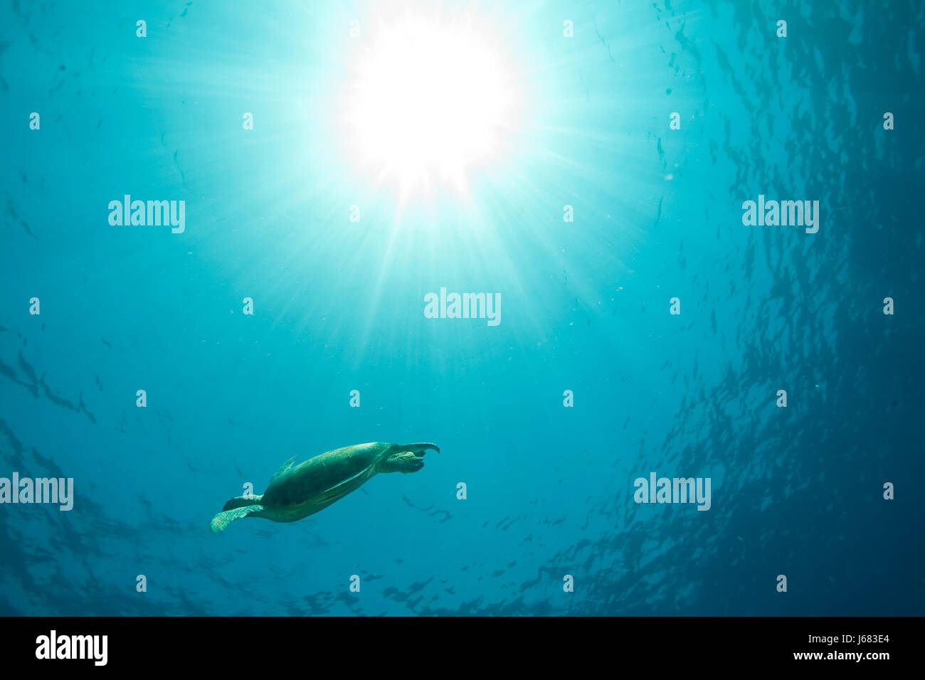 sunlight ray sunbeam sunshine turtle salt water sea ocean water rays ...