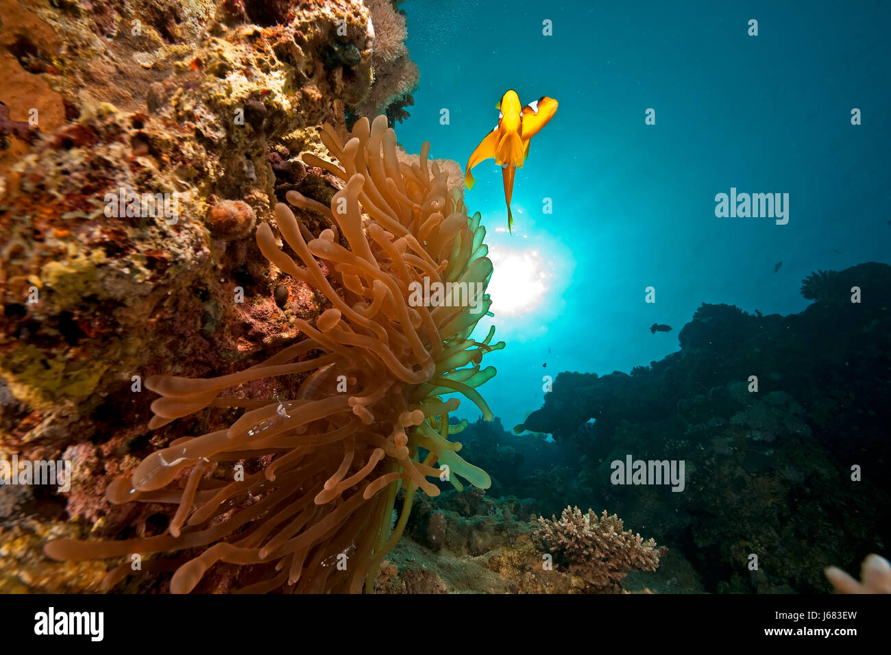nemo anemone salt water sea ocean water blue liquid relaxation animal ...