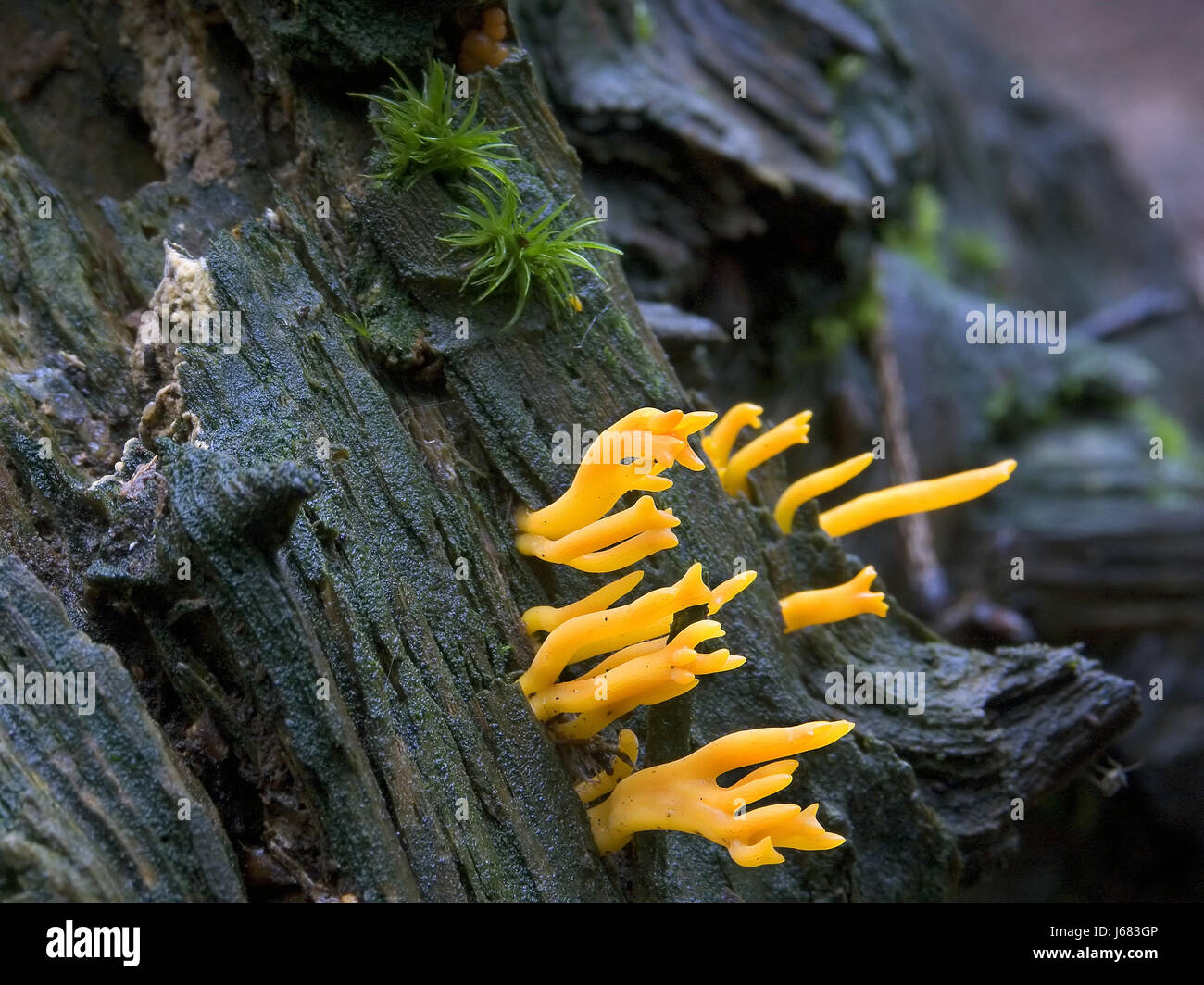 ochre yellow pine coral Stock Photo - Alamy
