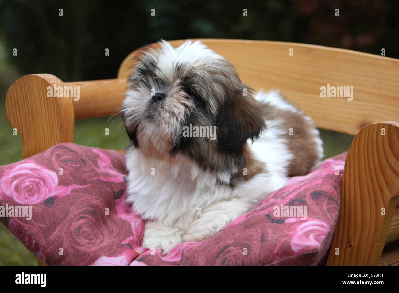 puppy multi-coloured animal child cute animal pet mammal dog long hairs ...