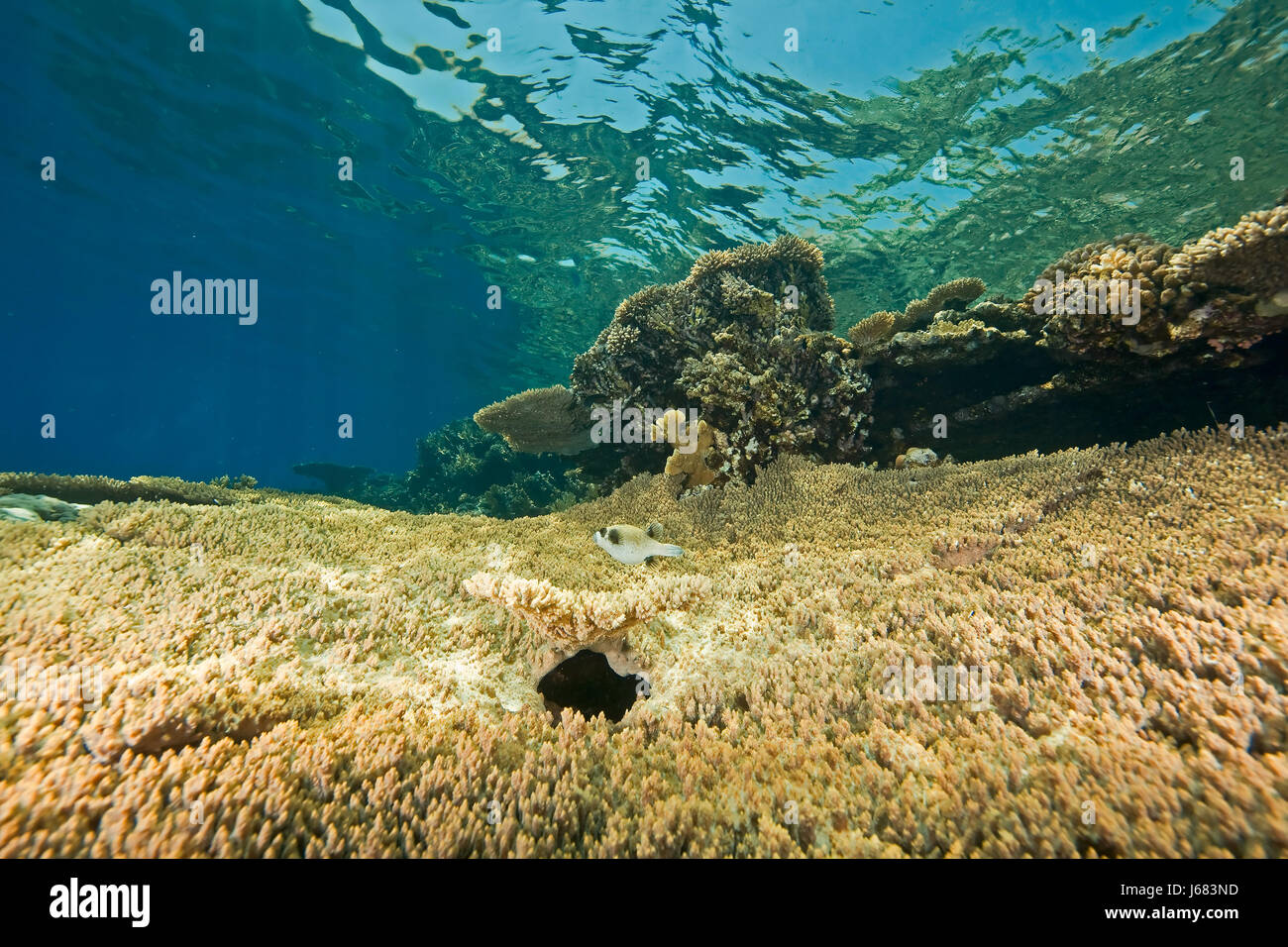 animal fish sunlight navy marine shine shines bright lucent light ...