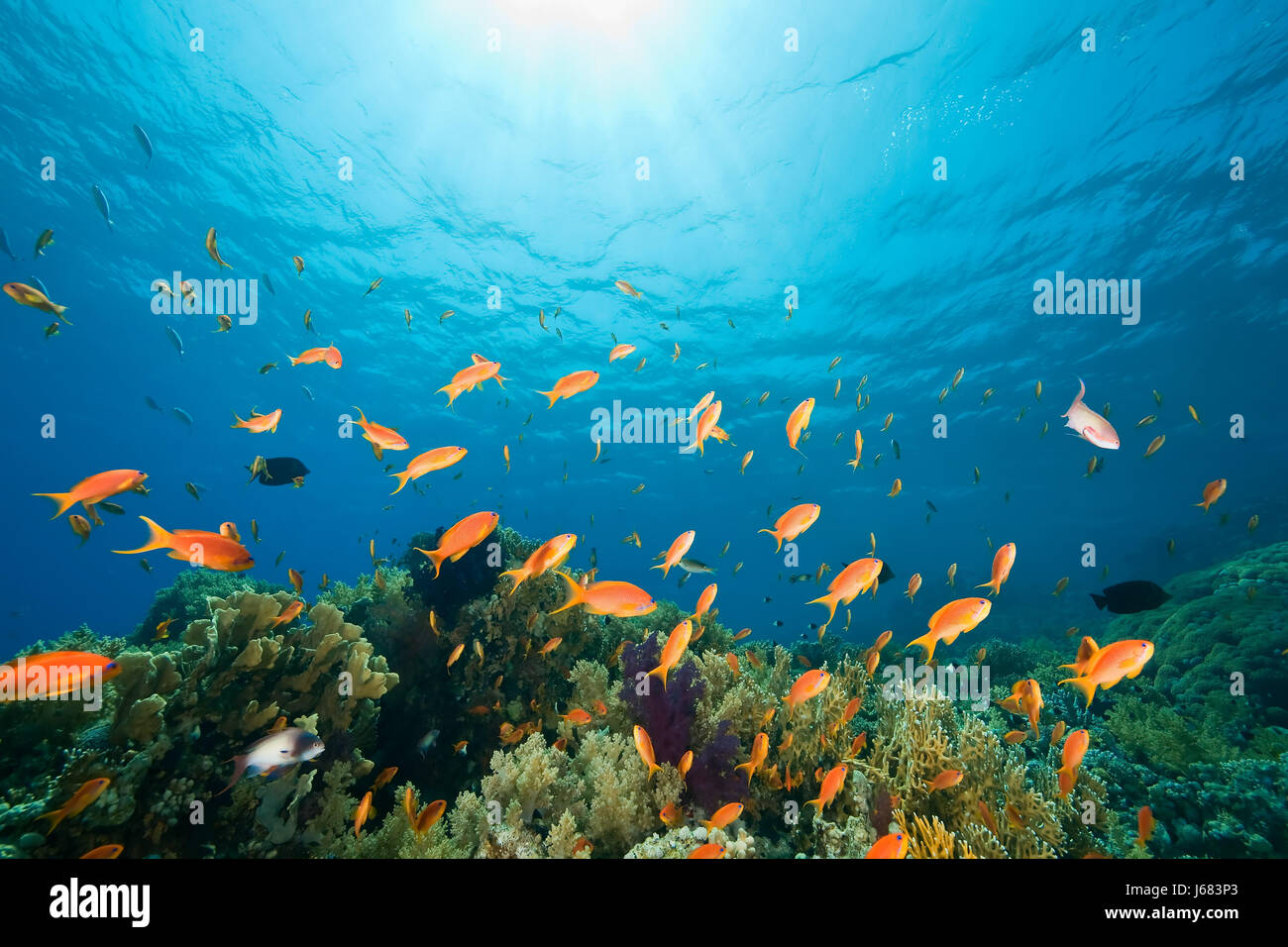 animal fish sunlight navy marine shine shines bright lucent light ...