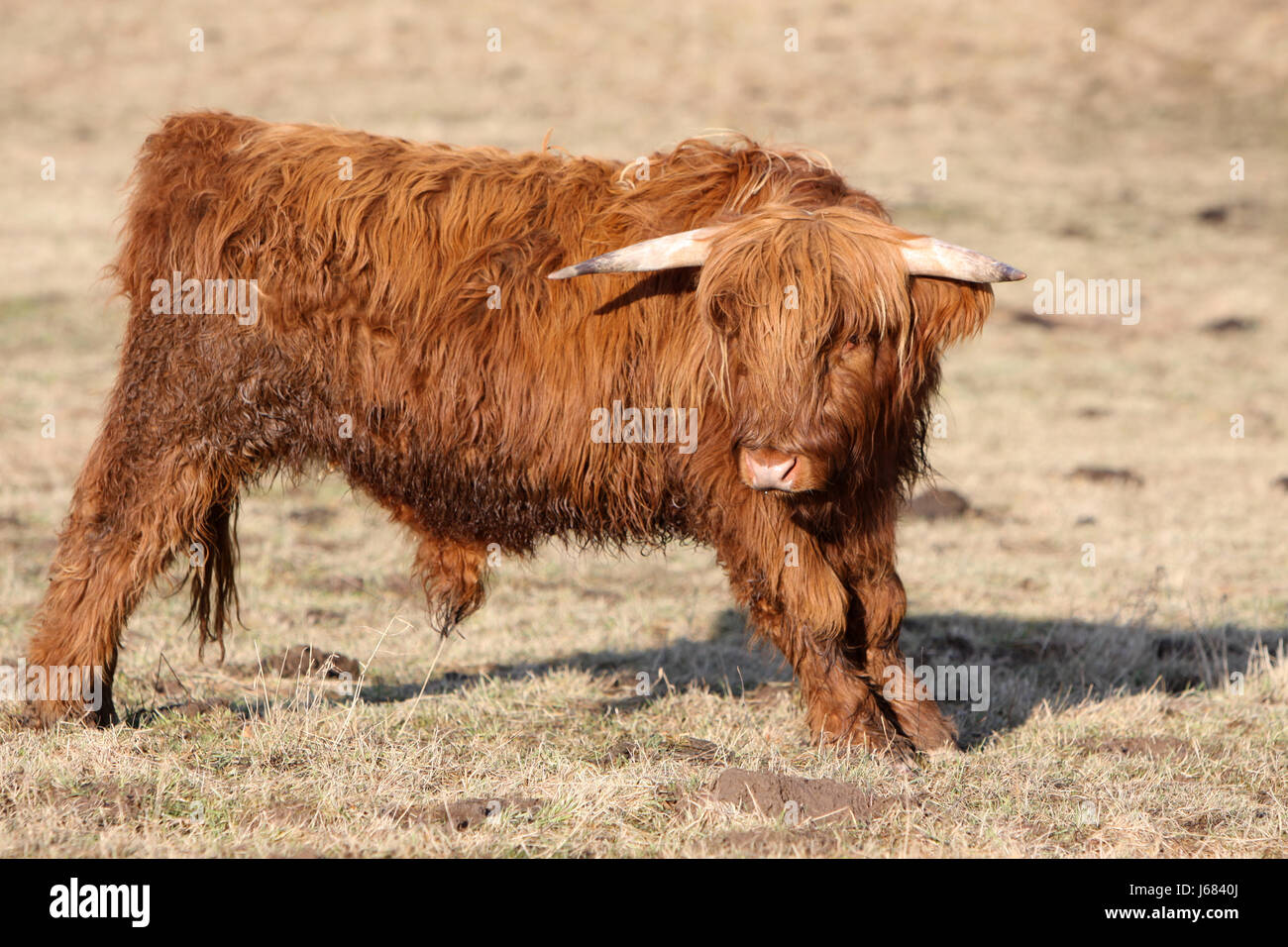 bovine cattle animal brown brownish brunette agriculture farming ...