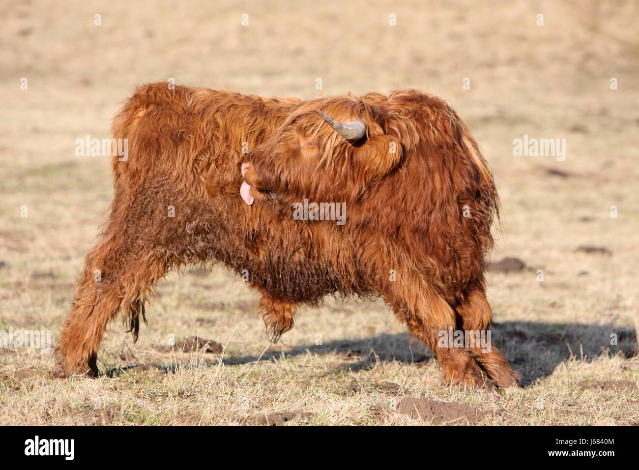 bovine cattle animal brown brownish brunette agriculture farming ...