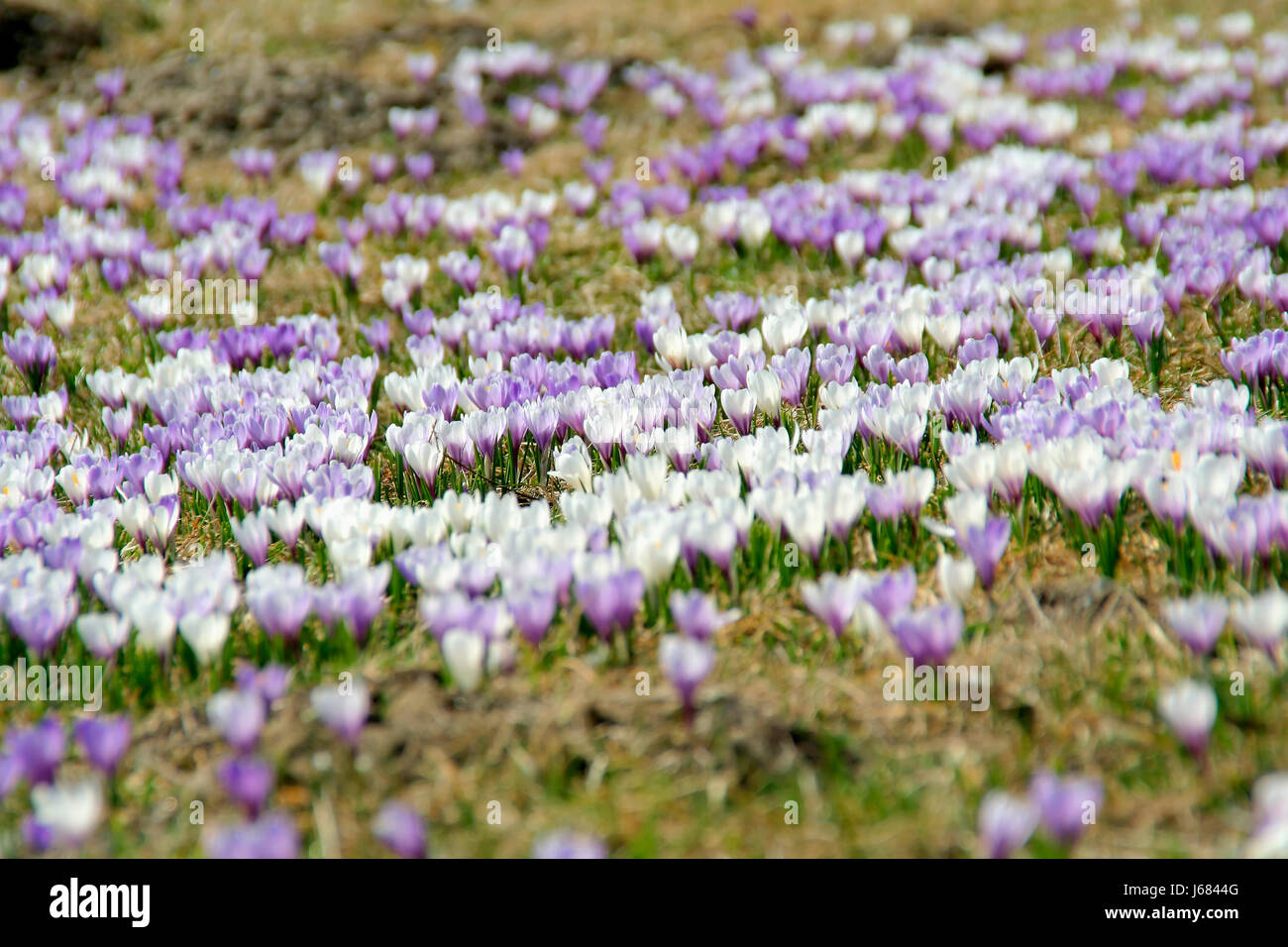 Safran krokus hi-res stock photography and images - Alamy
