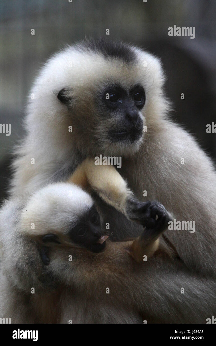 monkey gibbon animal asia monkey apes young animal primates gibbon ...