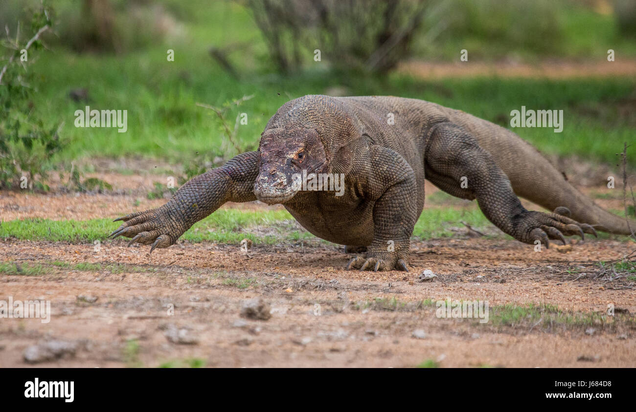 Komodo dragon runs along the ground. Very rare photo. low point ...