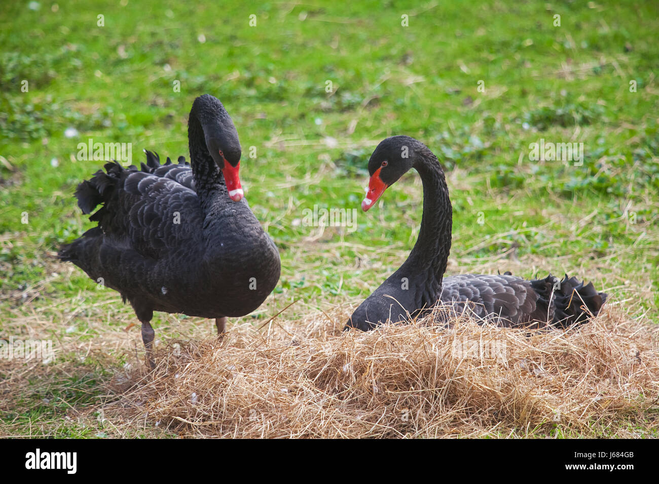 Beautiful black swan sitting on a nest Stock Photo - Alamy