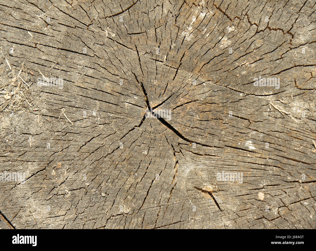 Stump Pattern Texture High Resolution Stock Photography and Images - Alamy