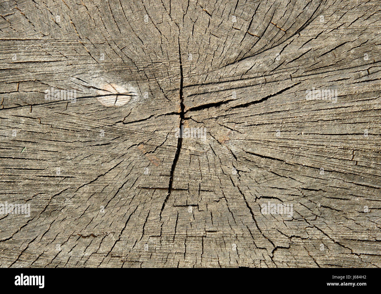 Texture of a tree stump Stock Photo - Alamy