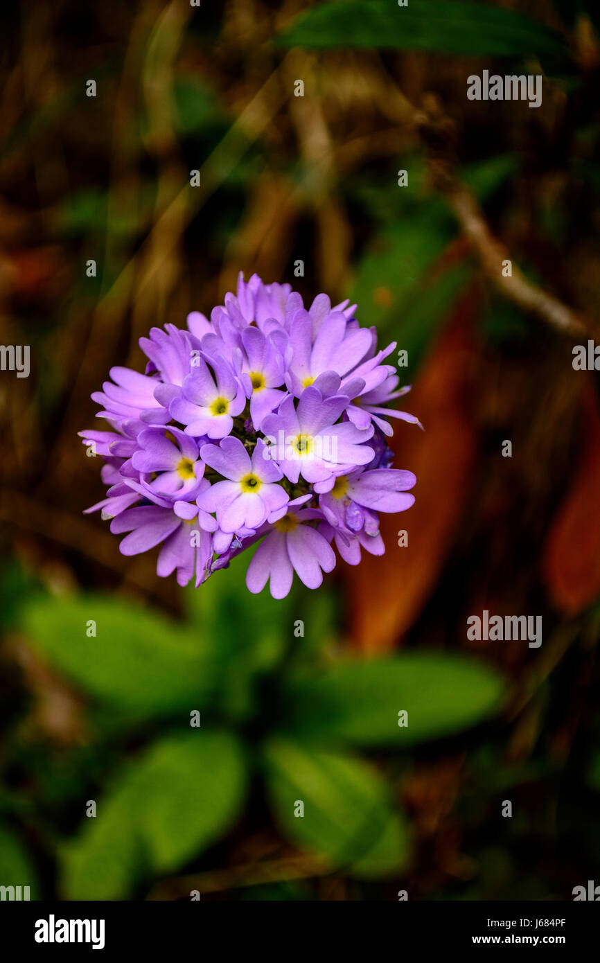 Primula Denticulata Himalayan Primrose Violet Stock Photo - Alamy