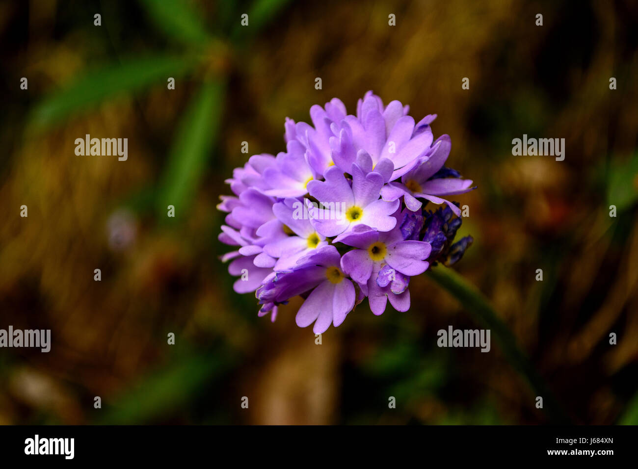 Primula Denticulata Himalayan Primrose Violet Stock Photo - Alamy