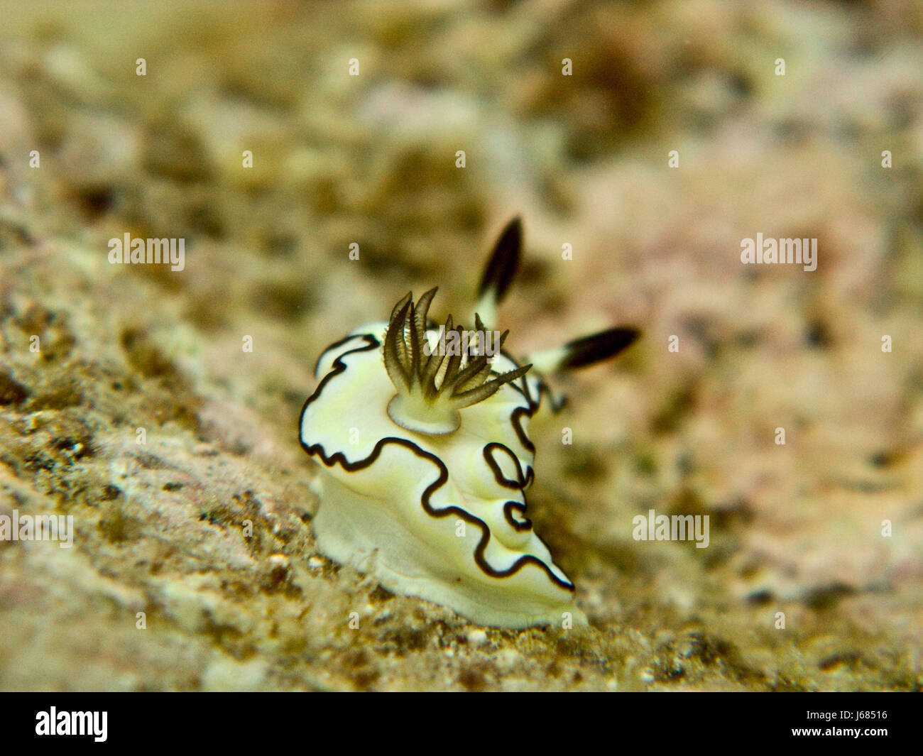 motion postponement moving movement animal underwater slug snail dive ...