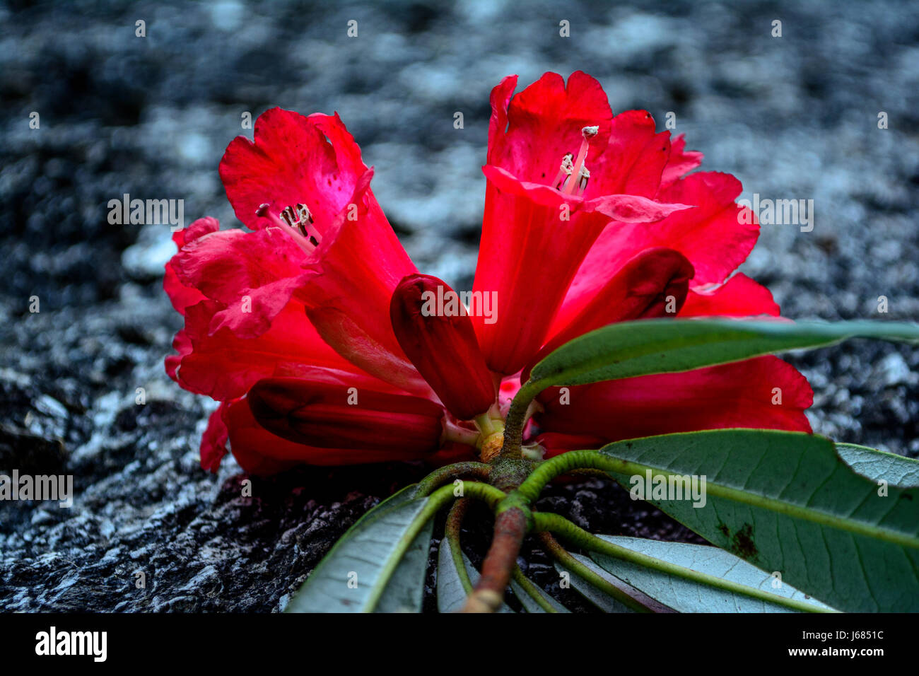 Red Rhododendrons, Rhododendron arboreum Stock Photo - Alamy