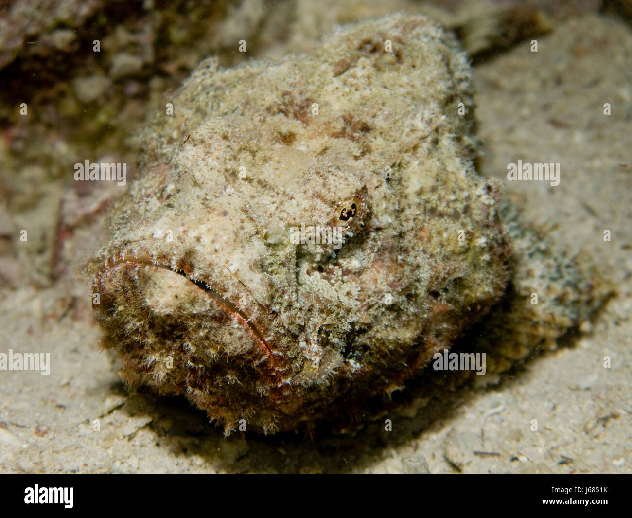 Stonefish mouth hi-res stock photography and images - Alamy