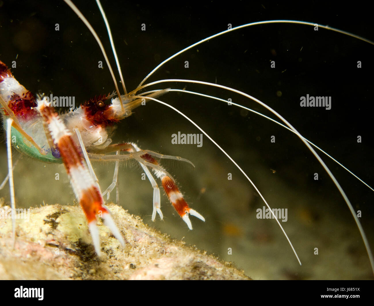 animals underwater shrimp dive cancer water travel animal indonesia ...