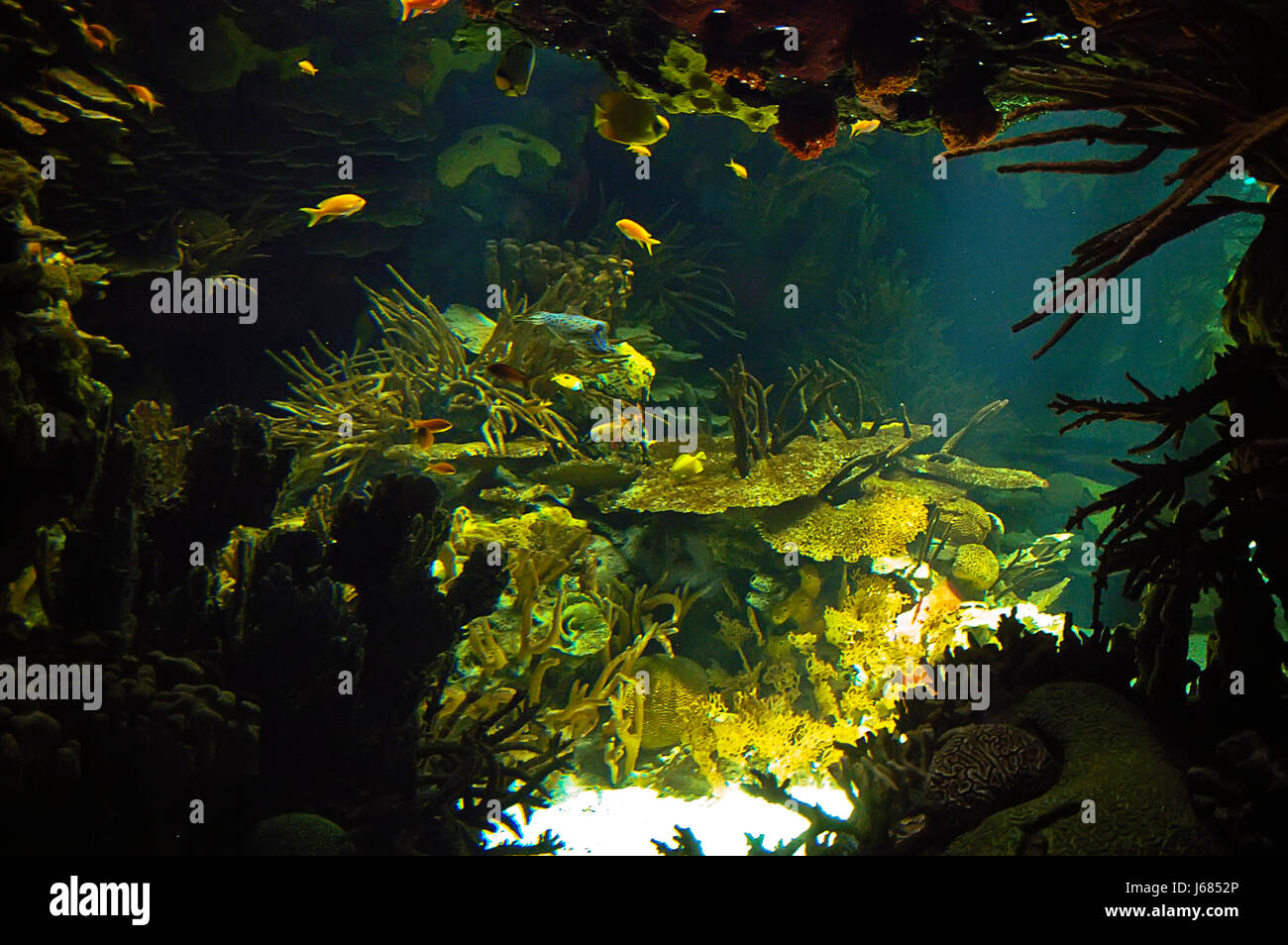 fish salt water sea ocean water blue green color salt water sea ocean ...